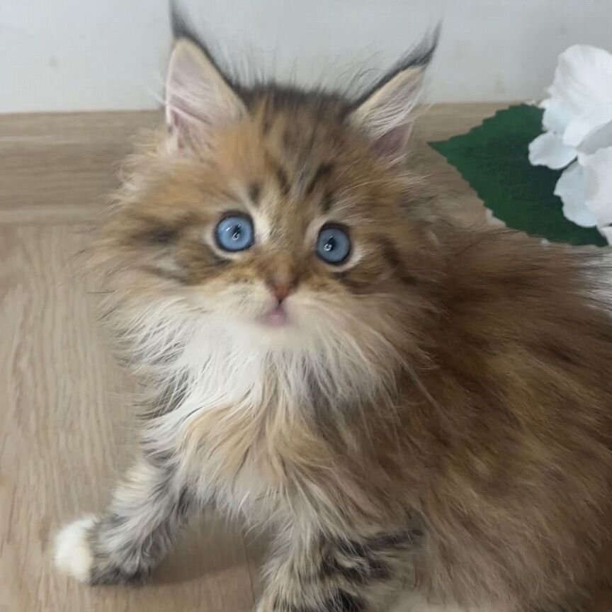 Британский длинношёрстный котёнок