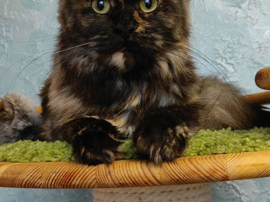 Кошки