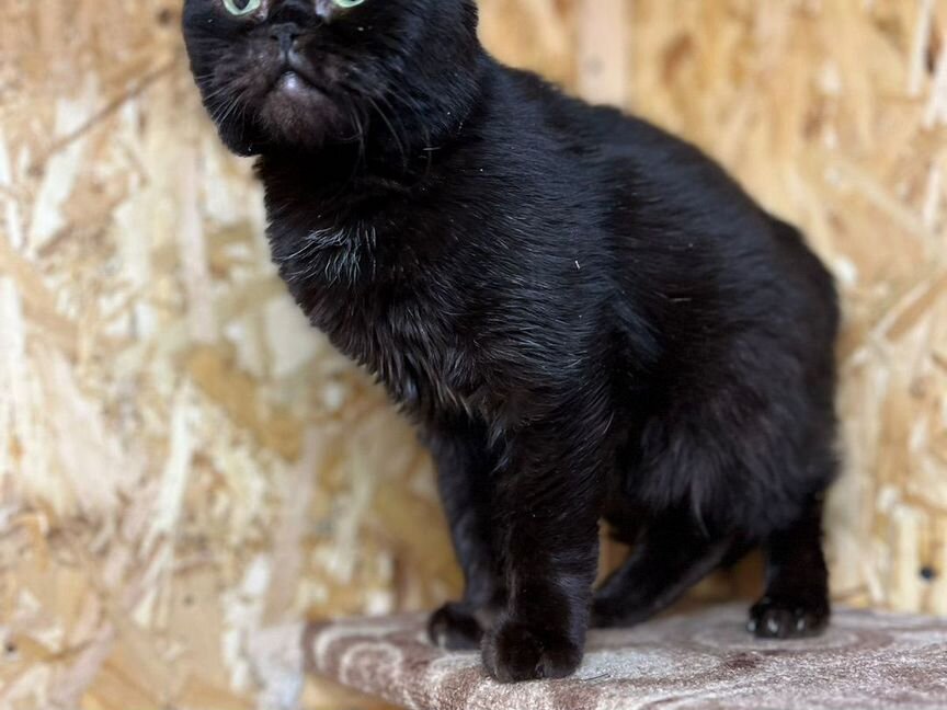 Ищем дом кошке в семью в добрые руки