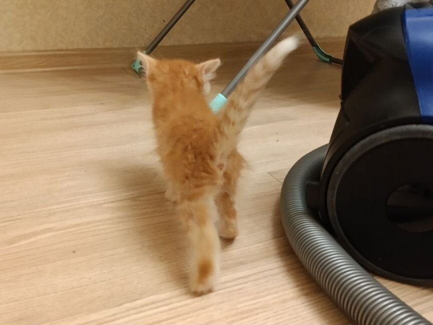 Котята в добрые руки 1 месяц