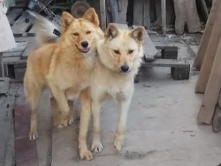 Собачка в добрые руки