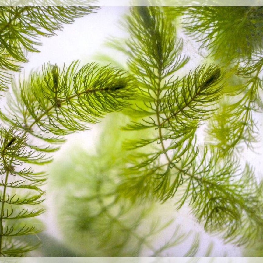 Роголистник - растение для аквариума