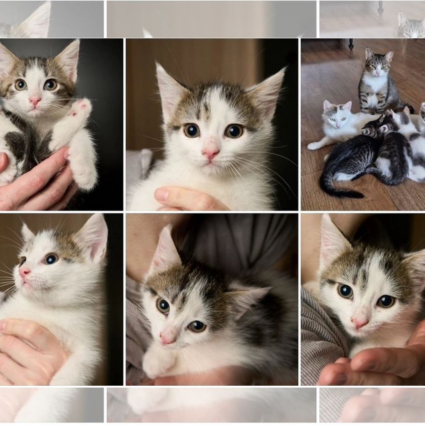 Котята в добрые руки бесплатно