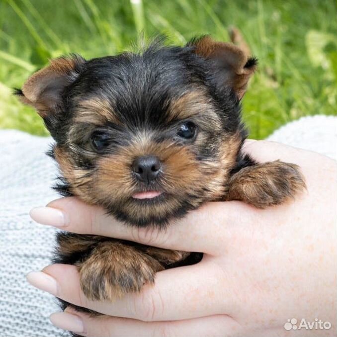 Йорк Нектарин шенок