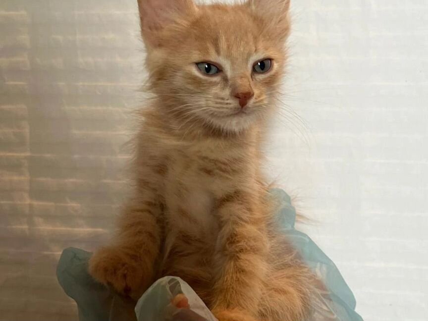 Котенок в добрые руки