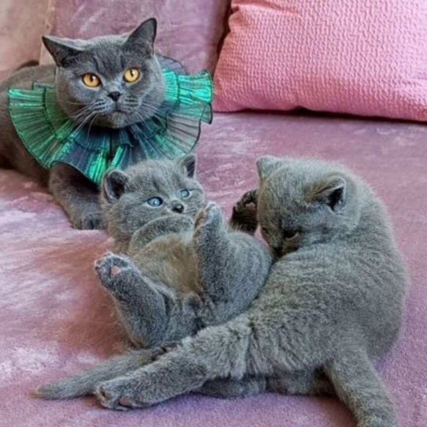 Британские котята