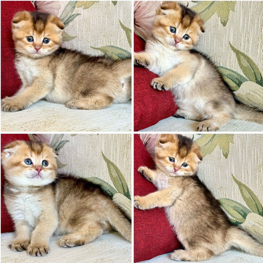 Шотландские котята золотистая шиншилла