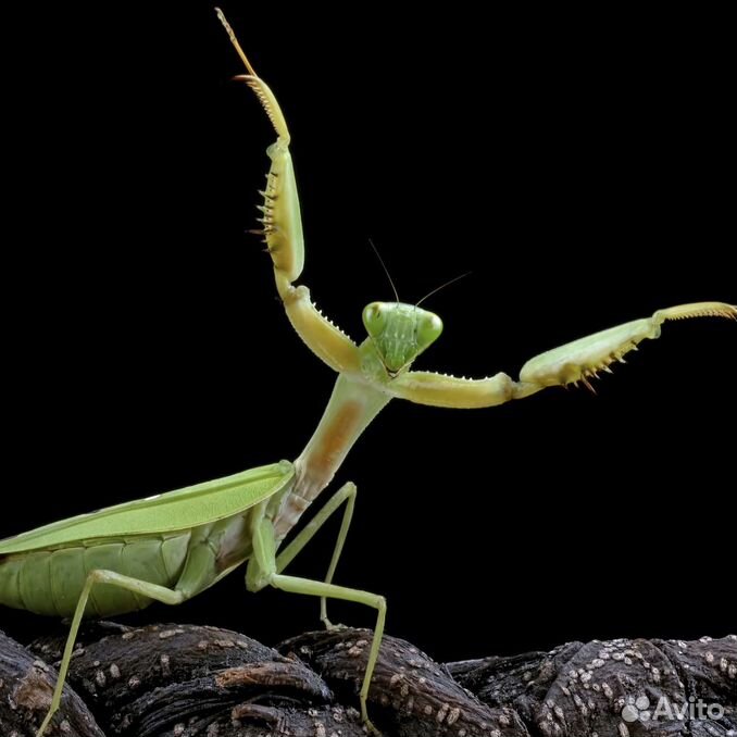 Богомол закавказский (Hierodula transcaucasica)