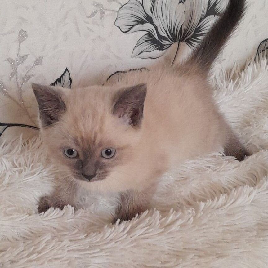 Кошечка в добрые руки