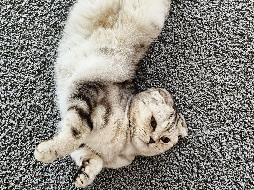 Шотланская вислоухая кошка
