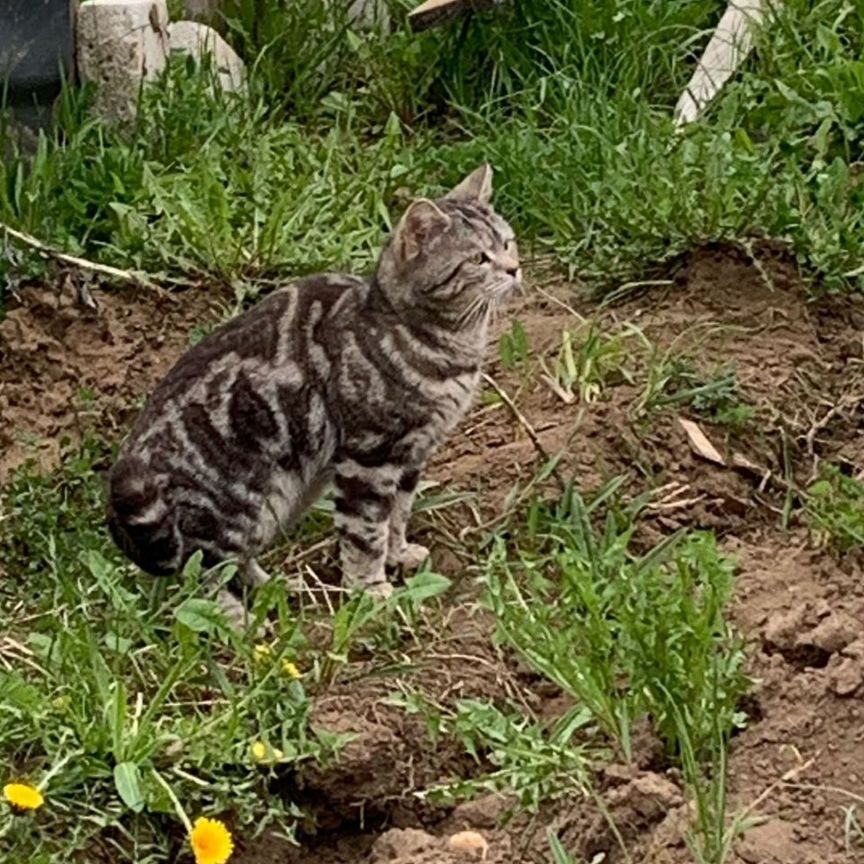 Американский короткошёрстный кот, взрослый