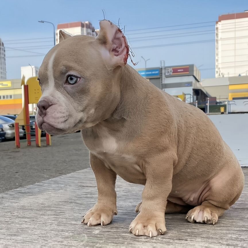 Американский булли, щенок