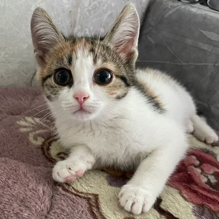 Котёнок в добрые руки