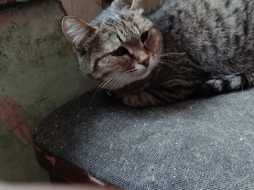Невзрачная кошка ищет дом