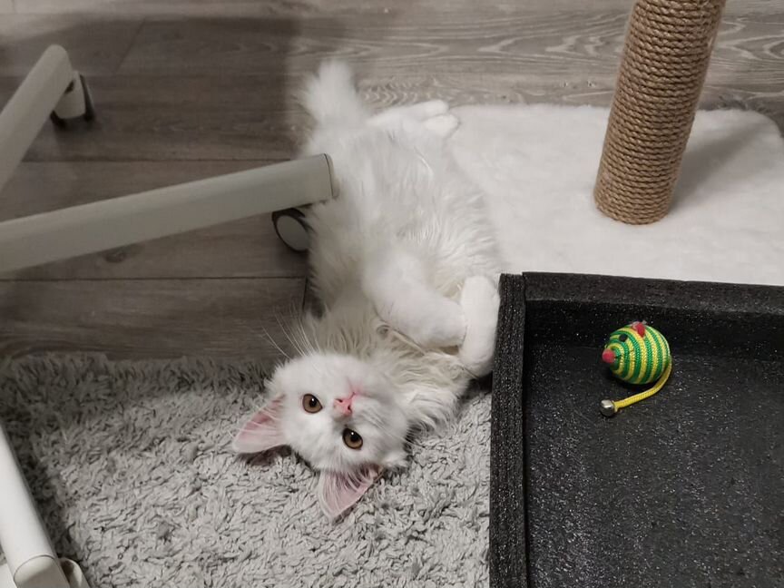 Котëнок в добрые руки