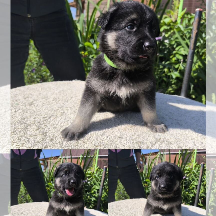 Щенки Восточно Европейская овчарка