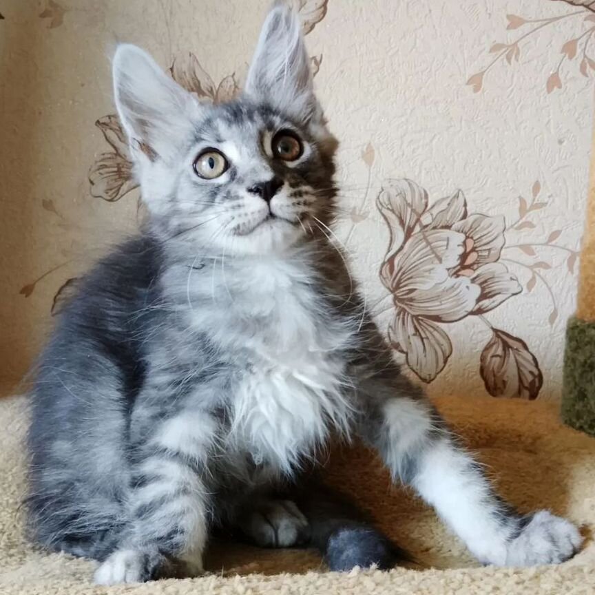 Мейн-кун котёнок