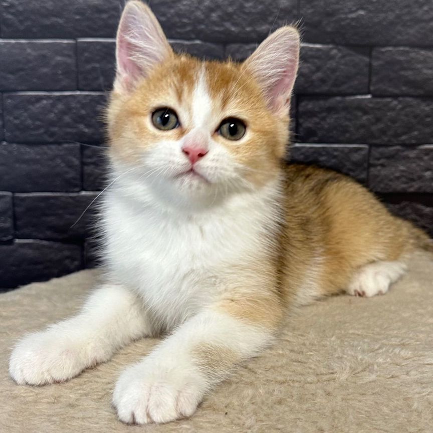 Шотландский прямоухий короткошёрстный котёнок