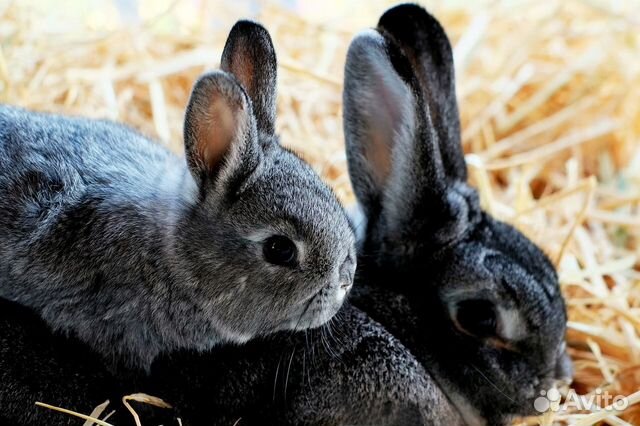 Кролики калифорнийскии