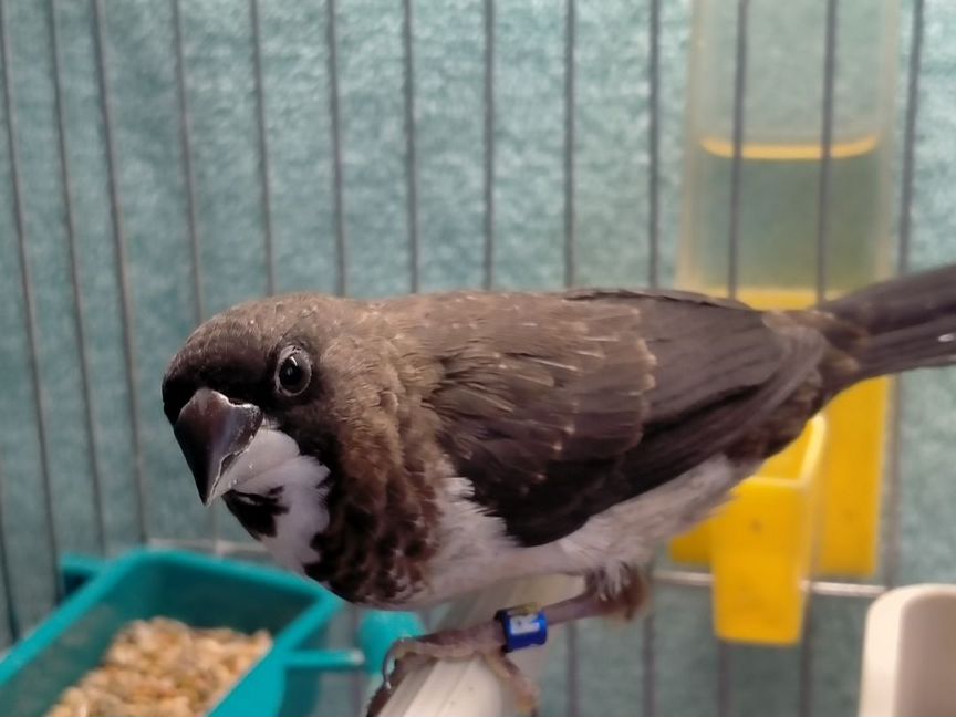 Японские амадины