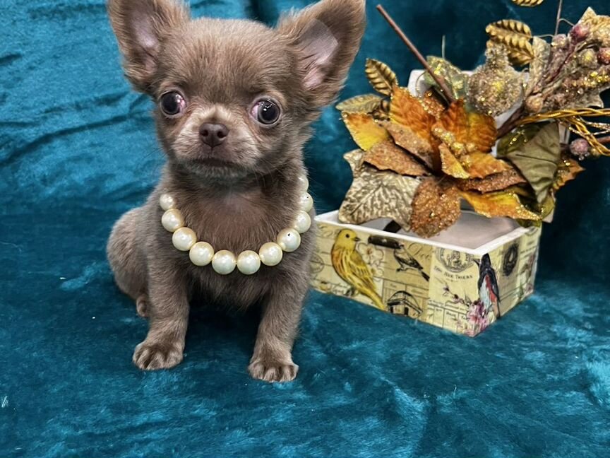 Лиловый эксклюзив