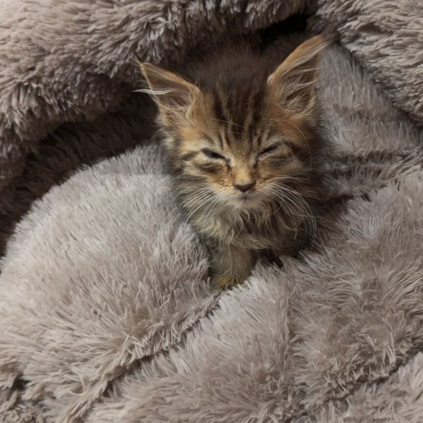 Котенок в добрые руки