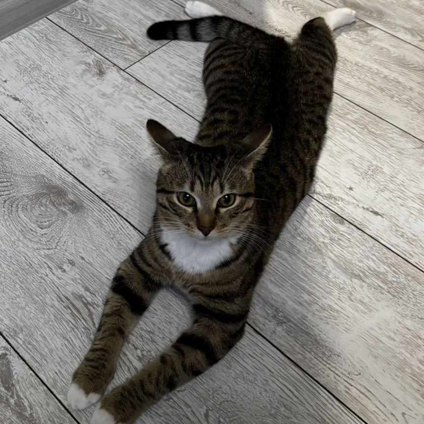 Котик в добрые руки