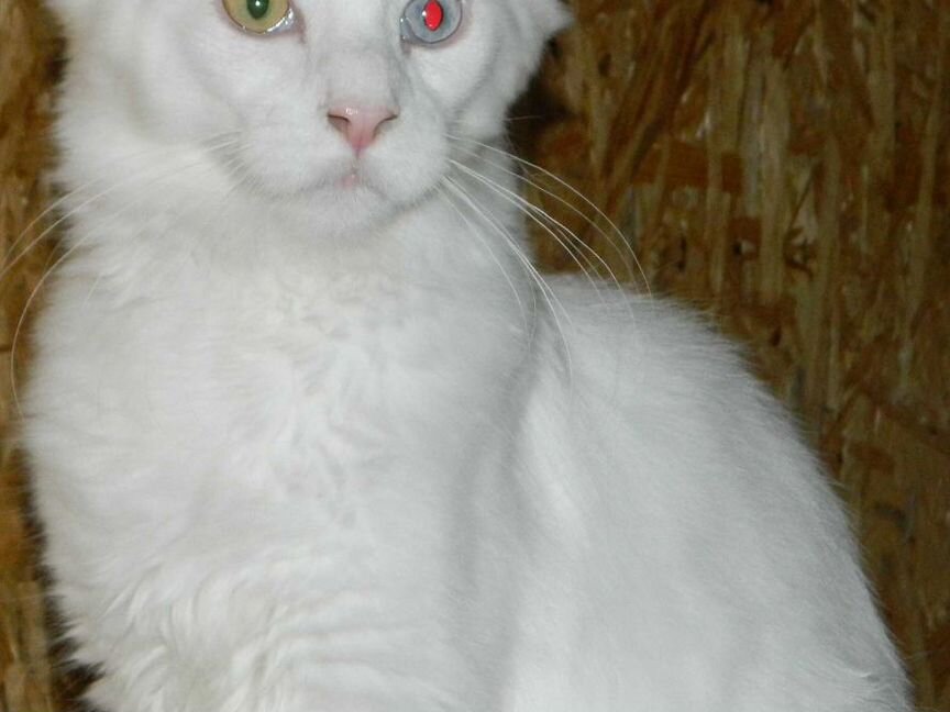 Котята мейн-кун