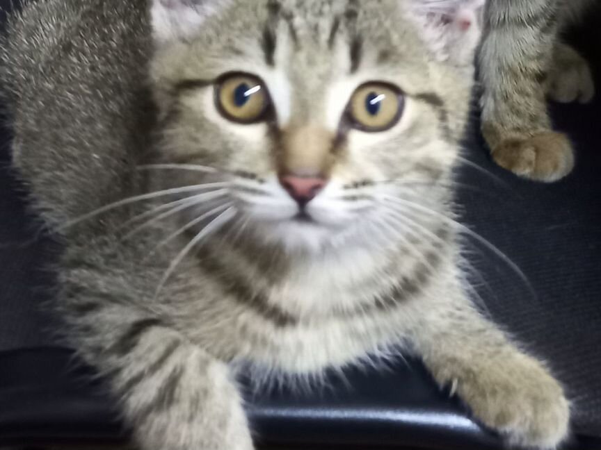 Пристрою кошечку