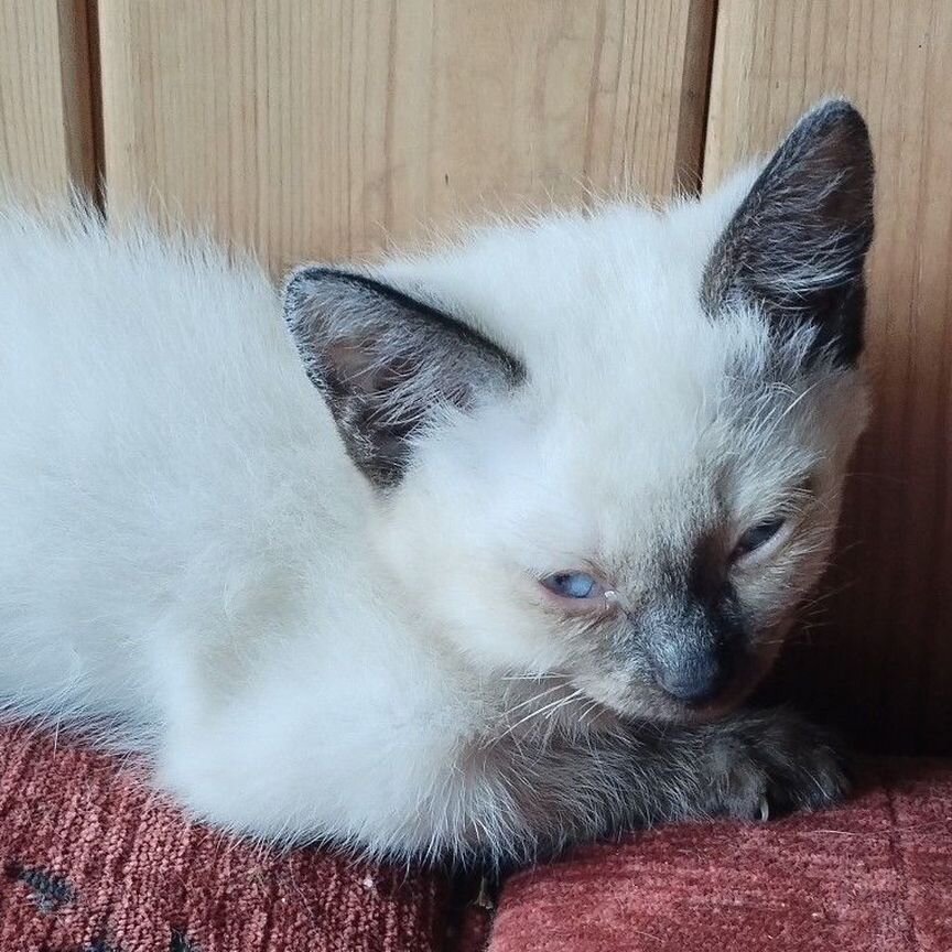 Котята в добрые руки бесплатно девочка