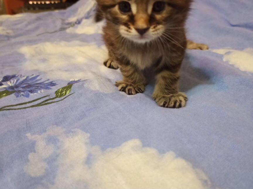 Котята майнкун