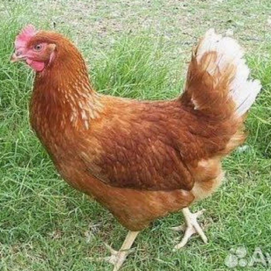 Куры Несушки с доставкой без предоплаты