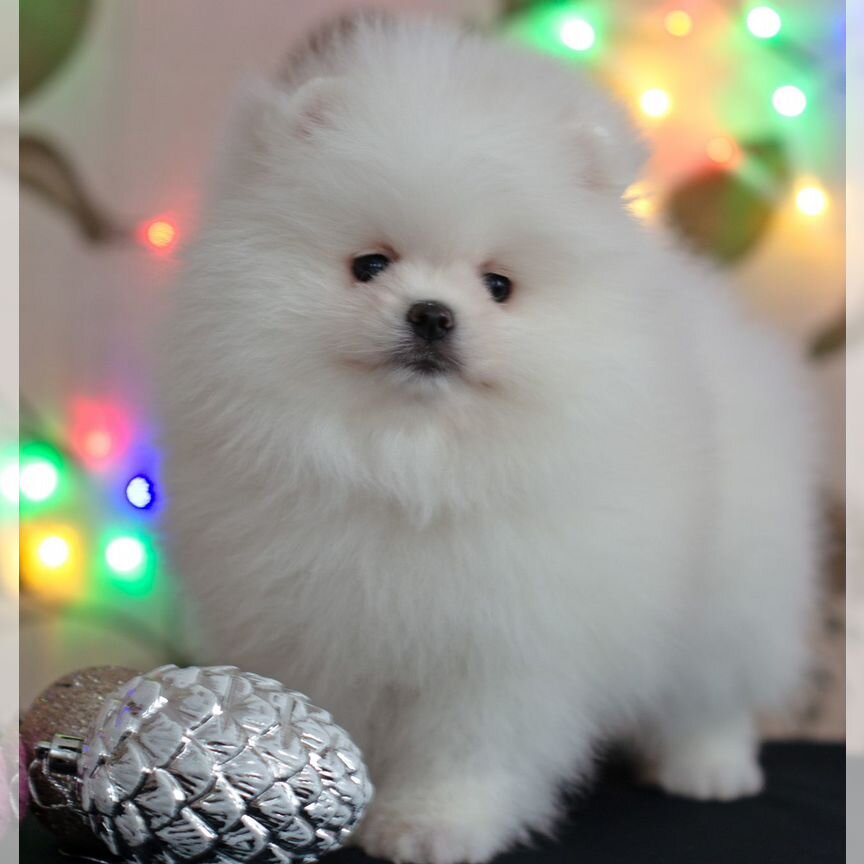 Померанский шпиц, щенок