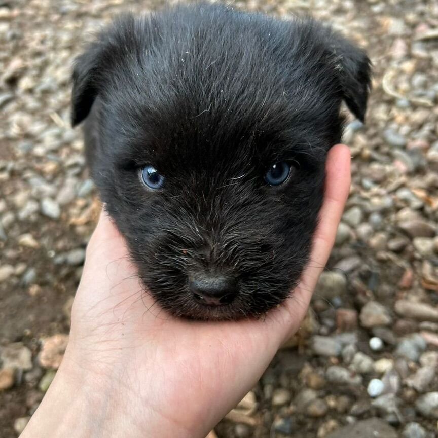 Сибирский хаски, щенок