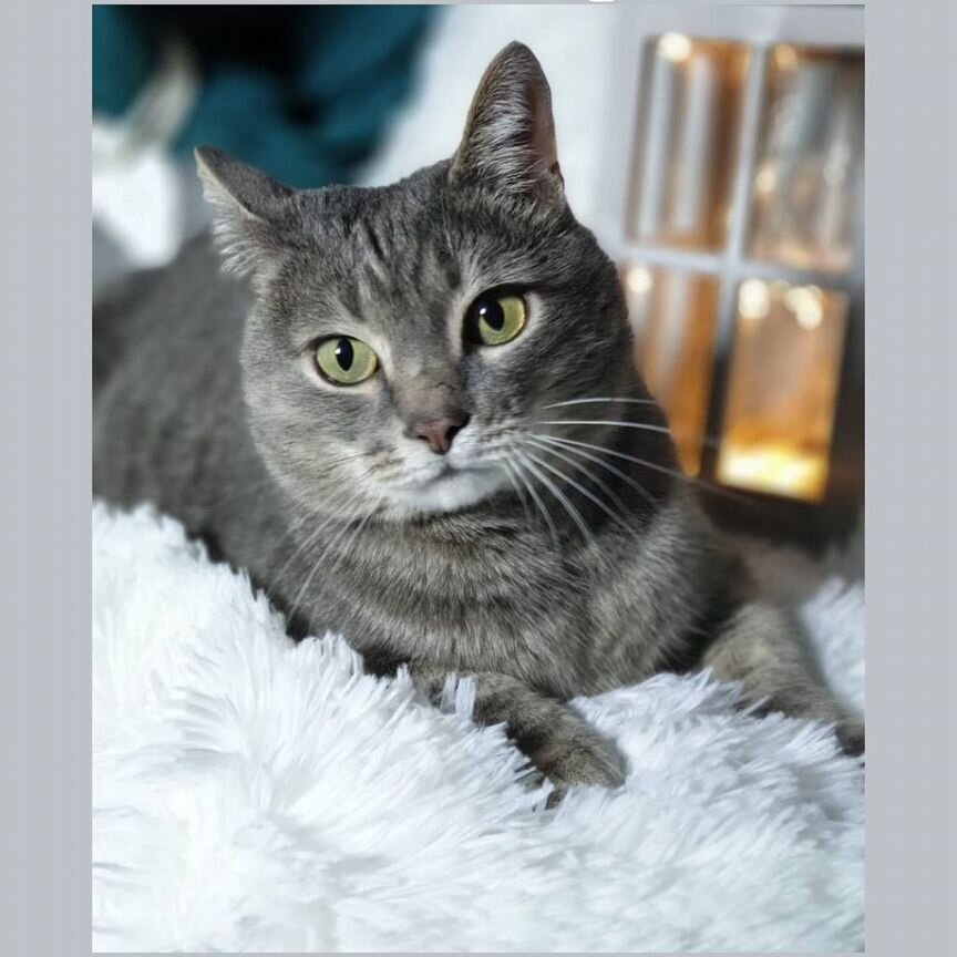 Красавец кот в дар