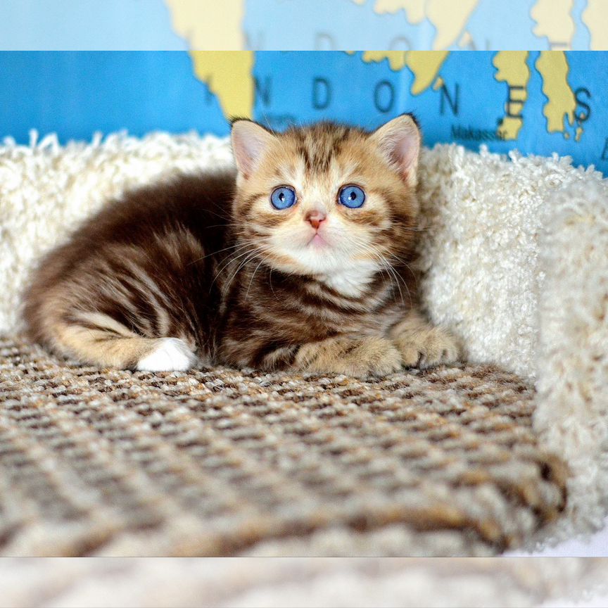 Голубоглазая шоколадная девочка, дгг ген