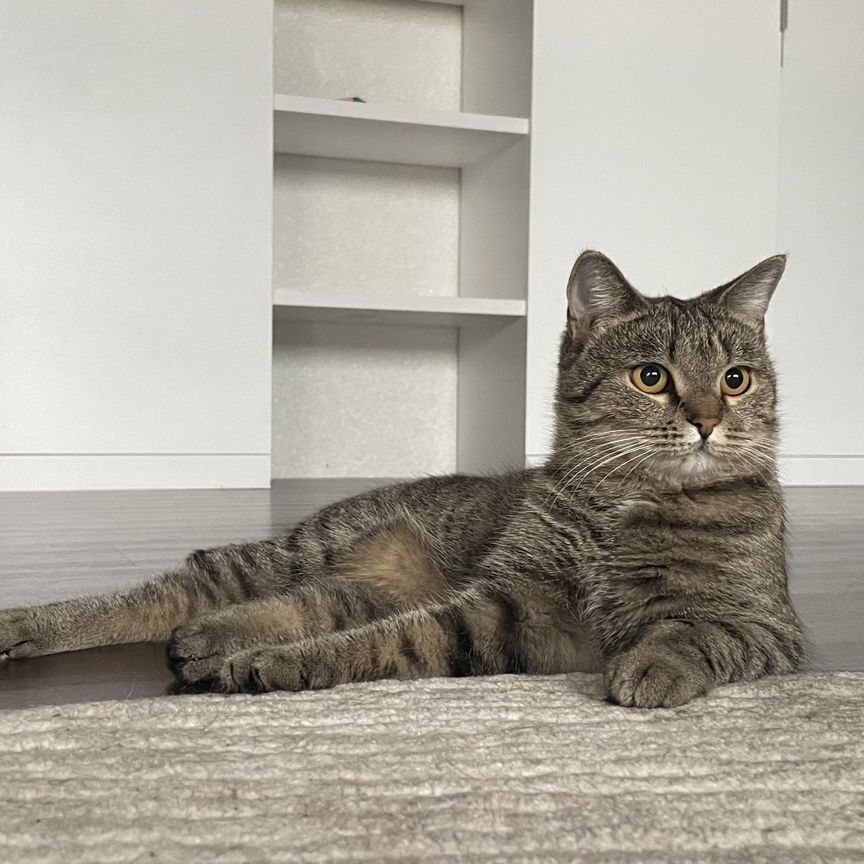 Кошка