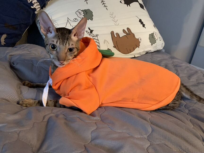 Одежда для собак и кошек