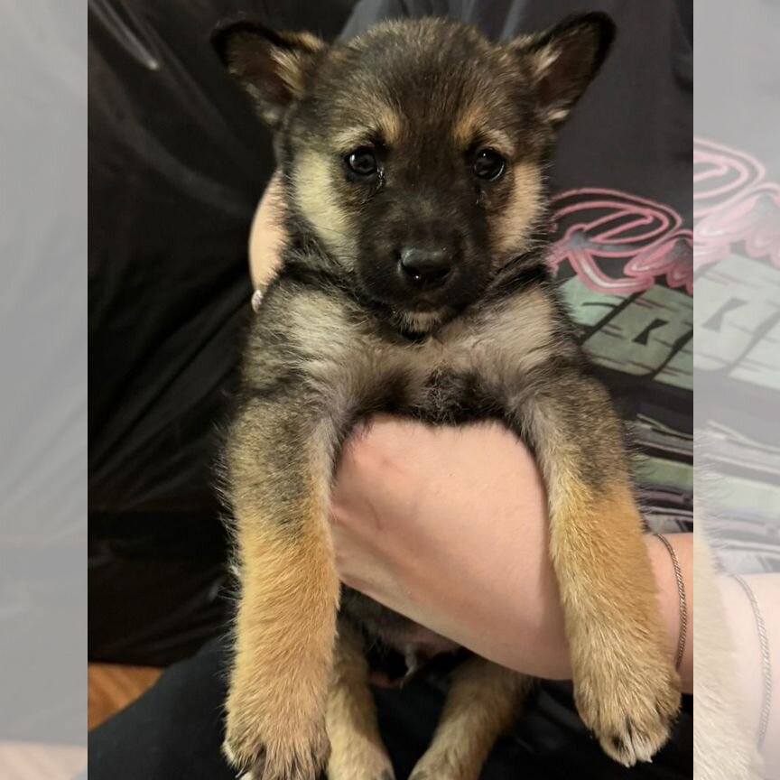 Щенок в добрые руки