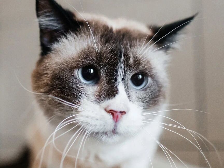 Котик Тай в добрые руки бесплатно
