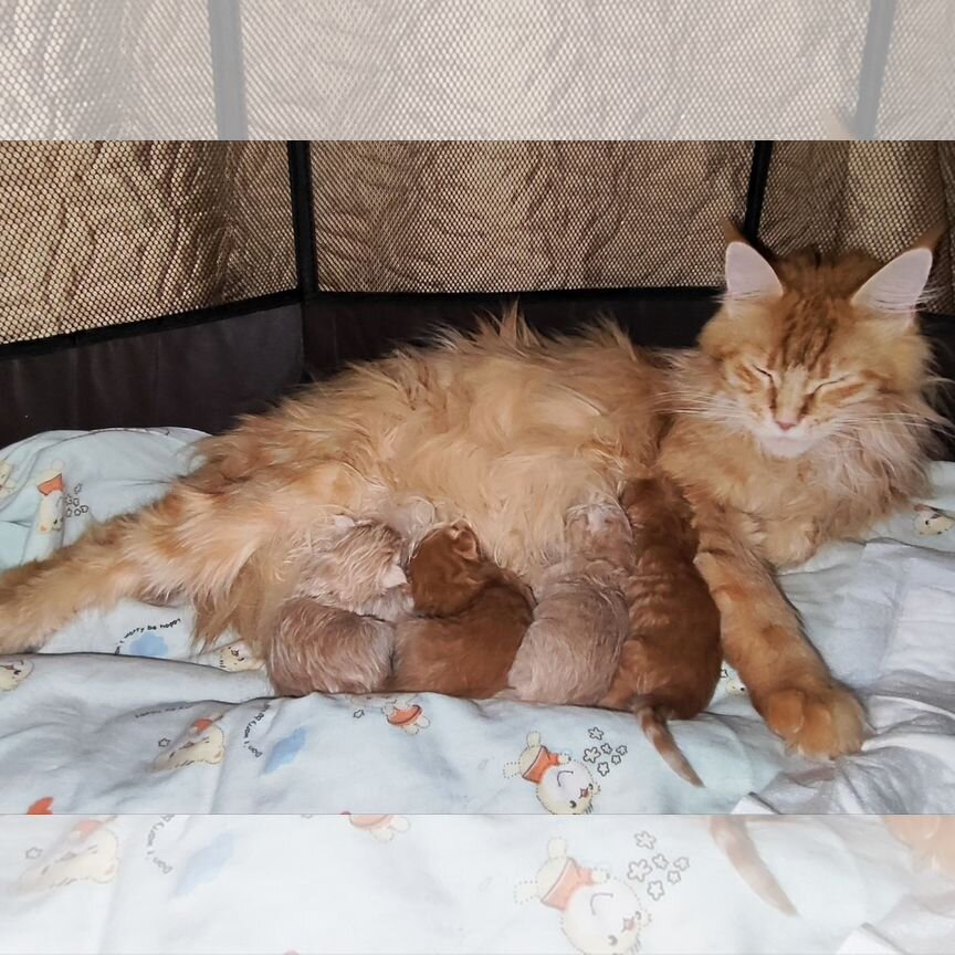 Котята Мейн-кун к Новому году
