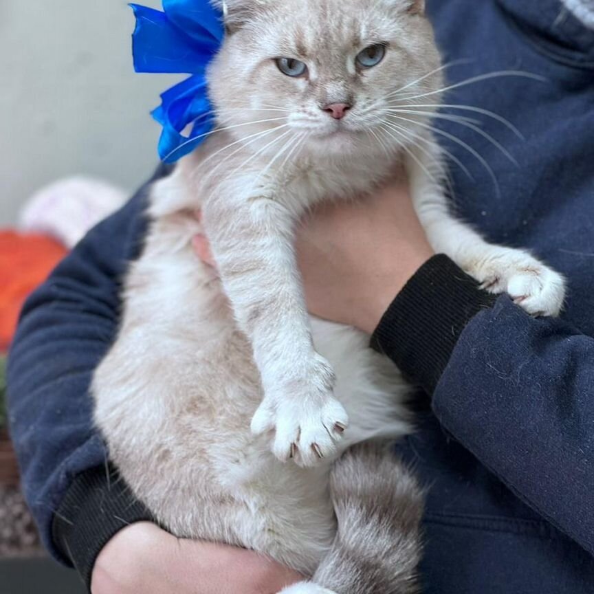 Котик Персей ищет дом