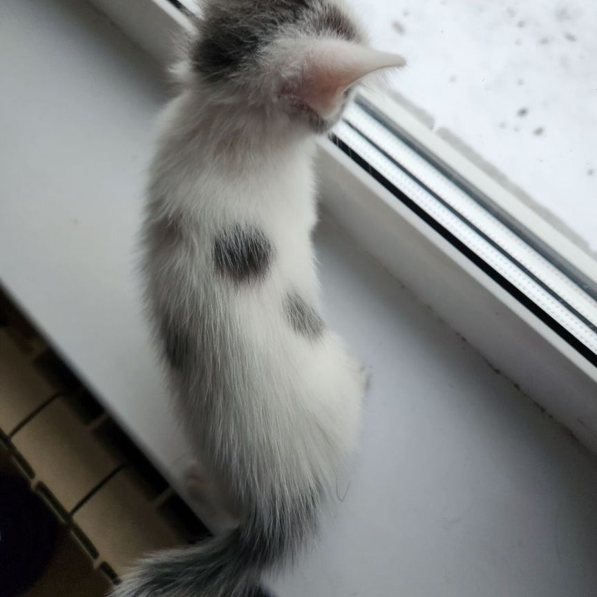 Котята 3 штучки