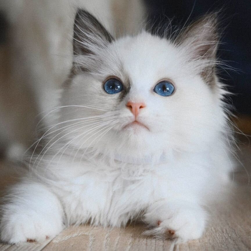 Котёнок Рэгдолл