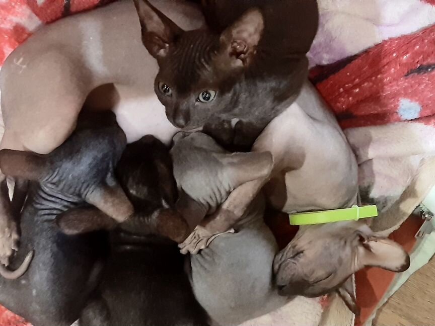 Котята сфинкс-велюр