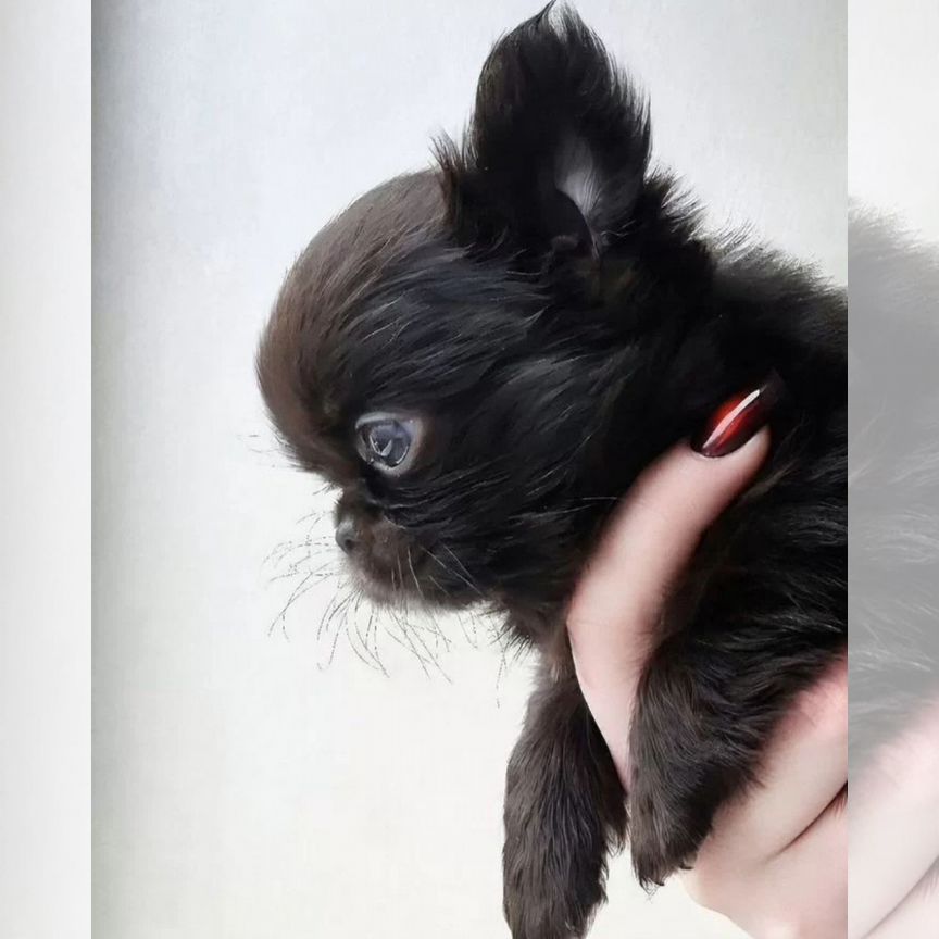 Чихуахуа, щенок