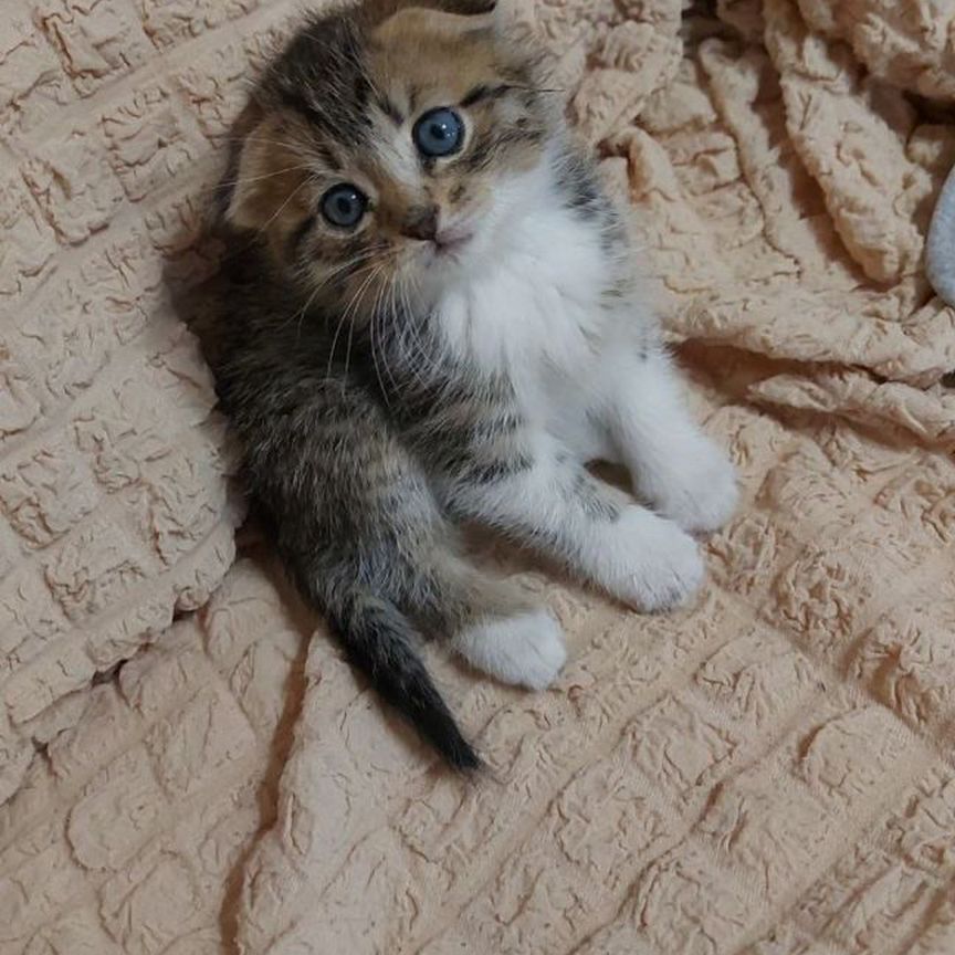 Шотландская вислоухая (кот)