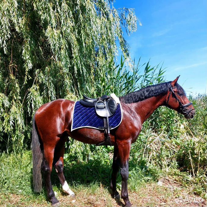 Рослый мерин 2020 в спорт и для души