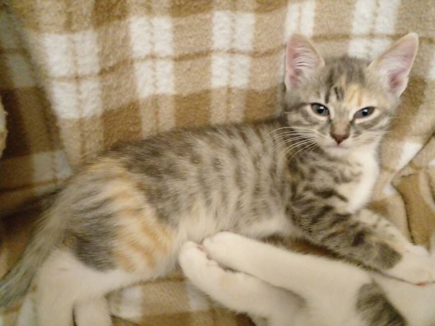 Юная кошечка