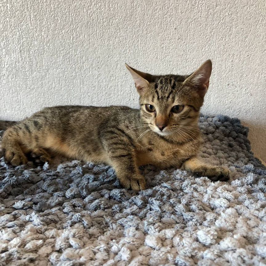 Котёнок Джерри